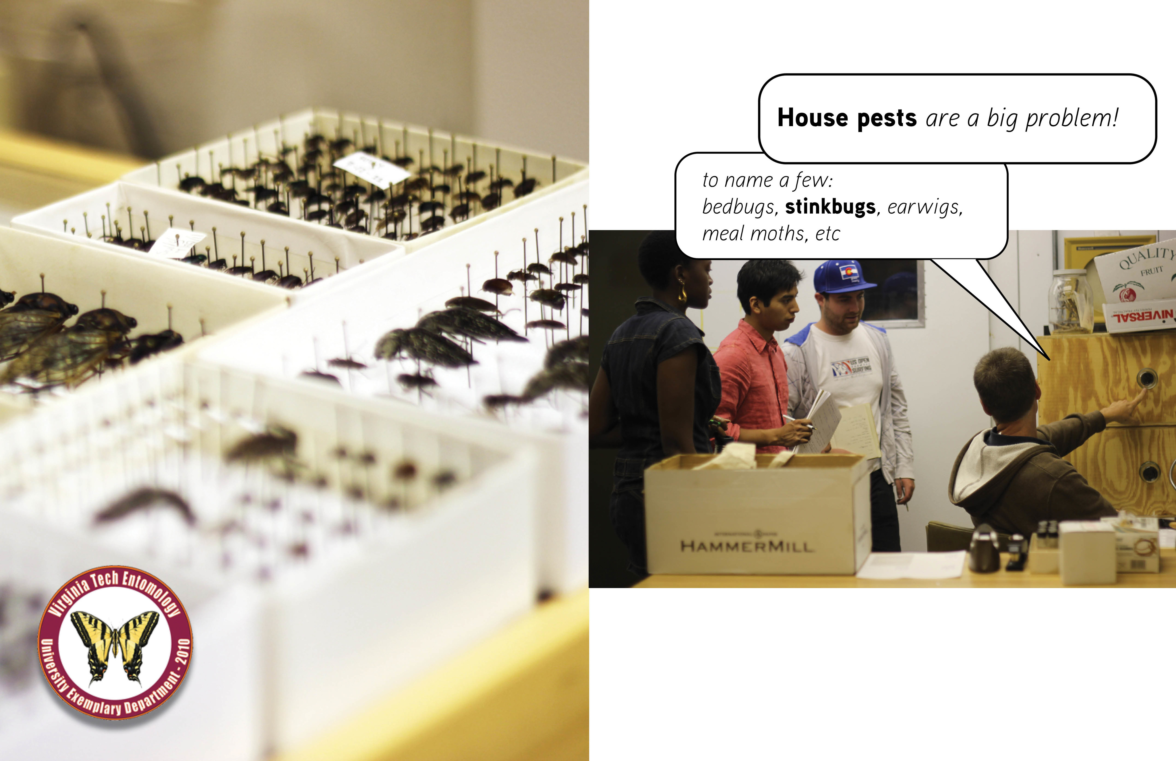 Stinkbug Trap Research - oscar salguero design