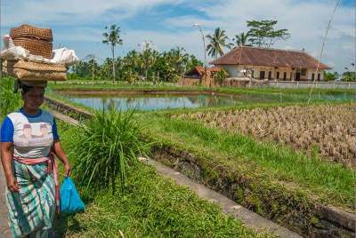 Journey to Java: On the Hunt for Teak in Indonesia - Mark Scheffler ...