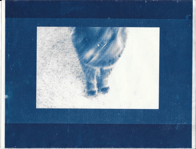 Cyanotypes - Kade Jones