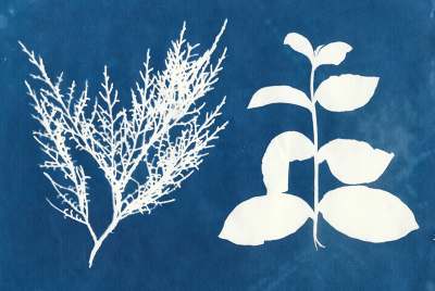 Cyanotypes - Kade Jones