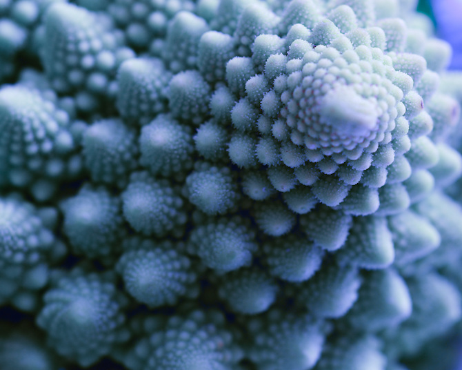 Fractal Cauliflower - Rob Graham's Photography