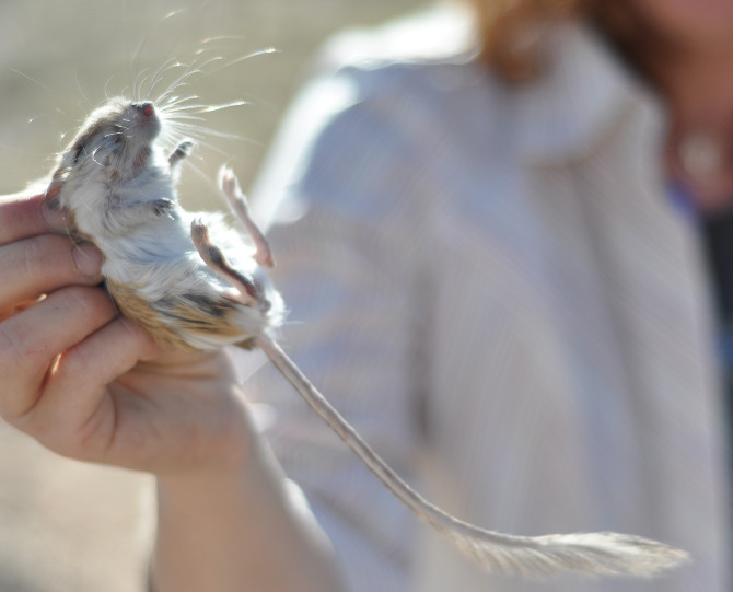 Kangaroo Rats at the Sevilleta National Wildlife Refuge - land work