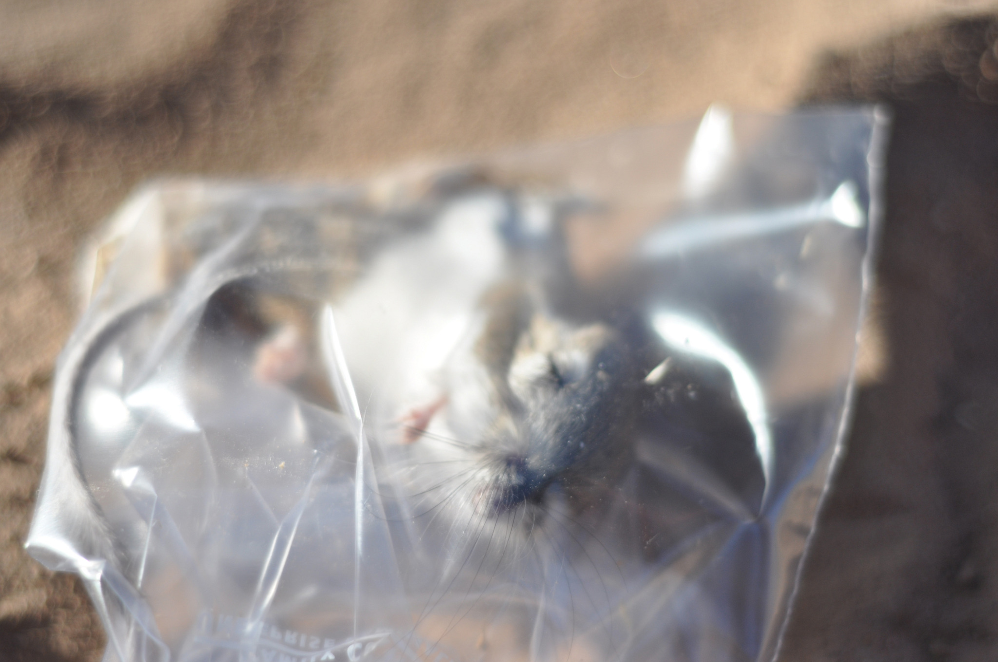 Kangaroo Rats at the Sevilleta National Wildlife Refuge - land work