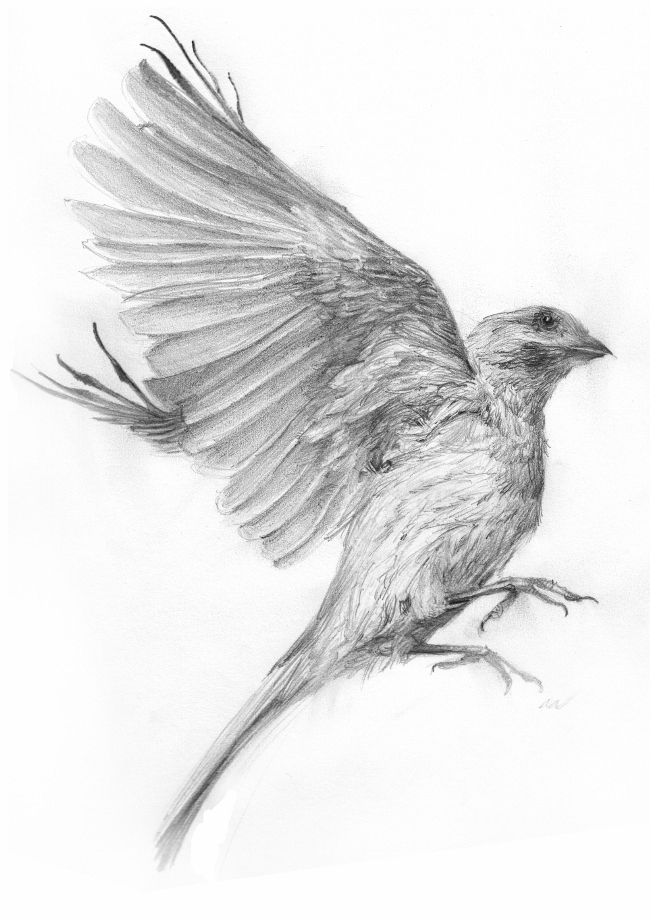Flying Bird Pencil Drawing