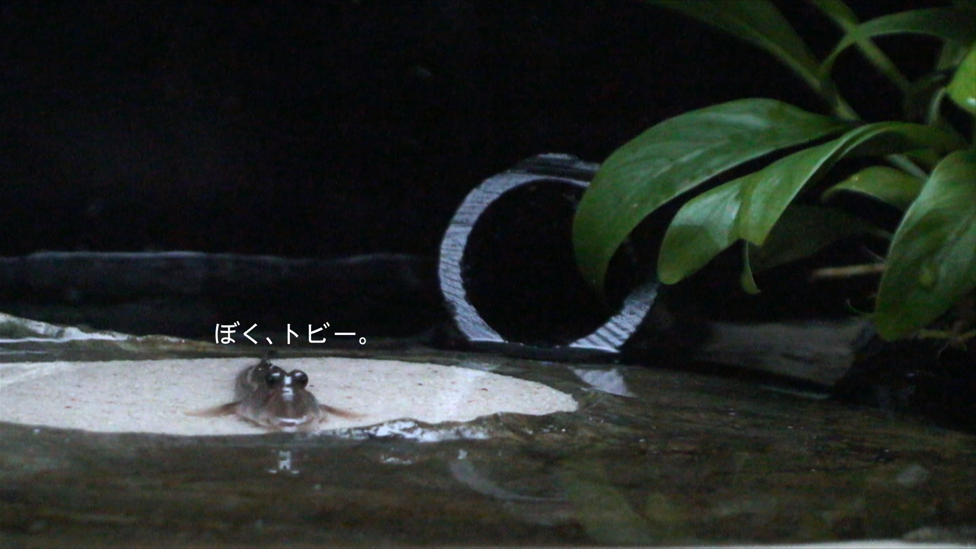 Eテレ0655 / 2355 - EUPHRATES | ユーフラテス