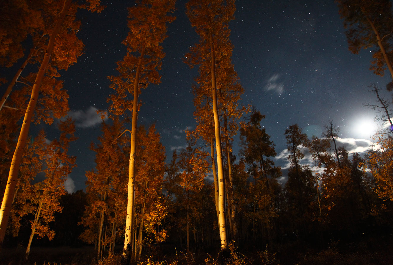 Trees' nights - Leandrosanchezphotography