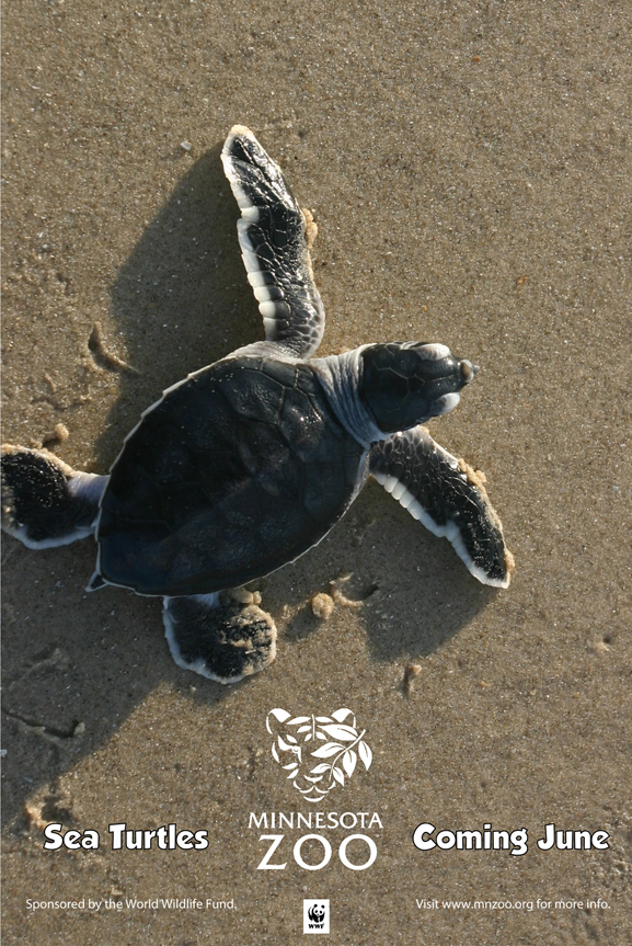 Sea Turtles Campaign - Jake Anderson Art & Design