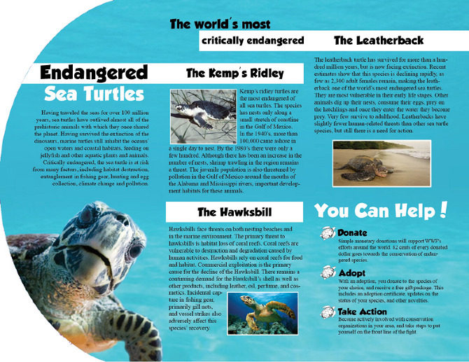 Sea Turtles Campaign - Jake Anderson Art & Design