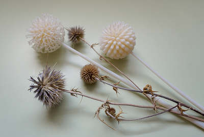 Wire - Maya Ben David