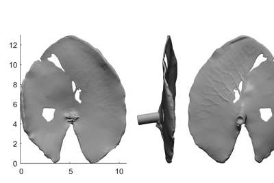 Wire - Maya Ben David