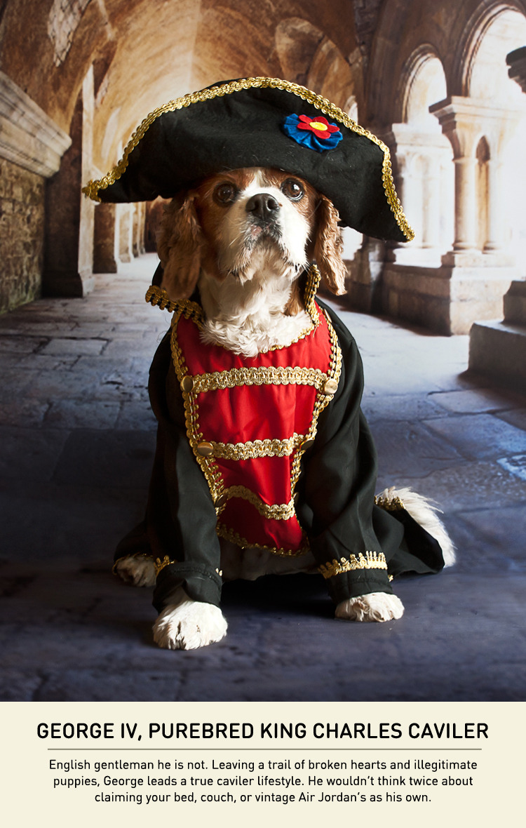 Dogs With A Napoleon Complex - Carmichael Collective