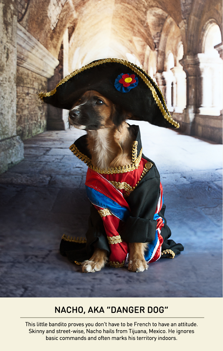 Dogs With A Napoleon Complex - Carmichael Collective