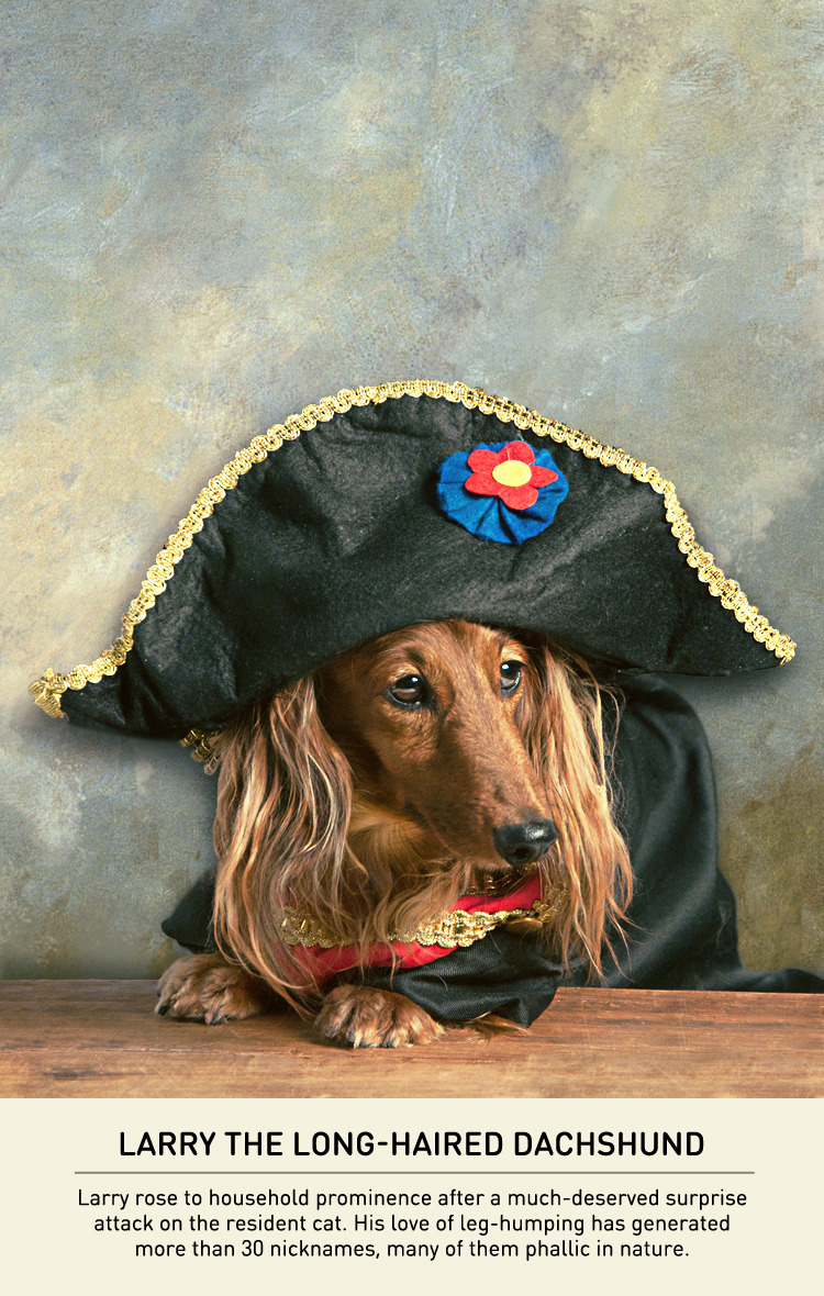 Dogs With A Napoleon Complex - Carmichael Collective