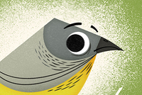 Adrian Walsh - Design and Illustration