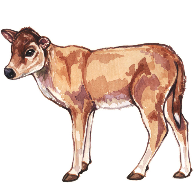 Furry friends - Laura Manfre