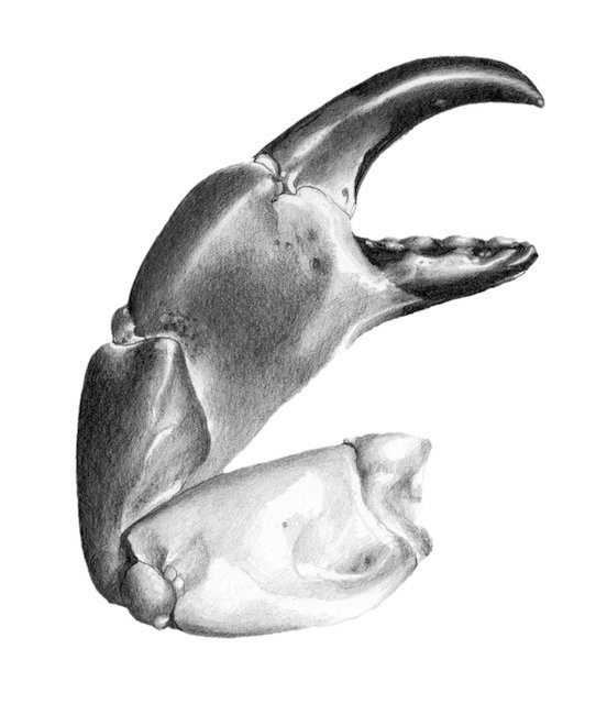 'HOOKED' by Mark Hix book illustrations - Nettie Wakefield