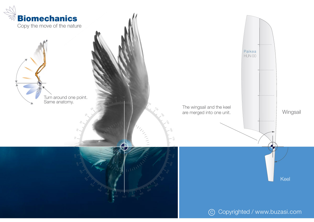 Bionic sailboat - www.buzasidesign.com