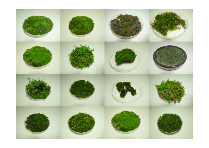 Moss Dish - Ellvixson