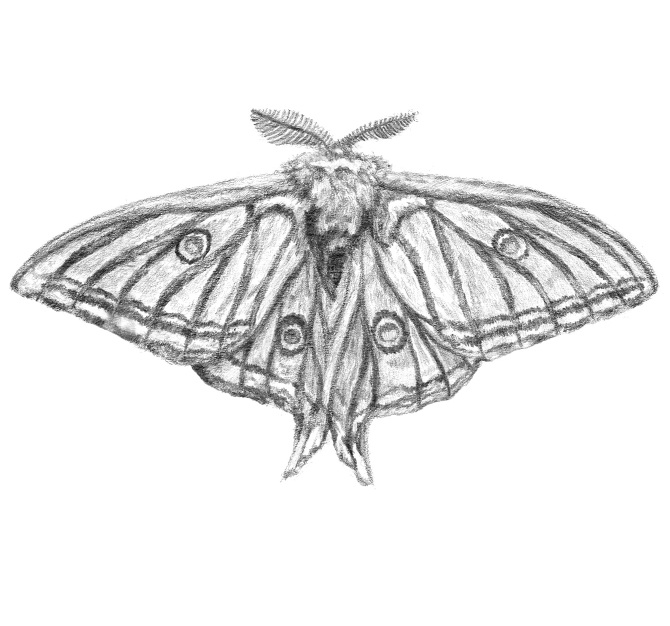 Winged Insects - Jim Jansen