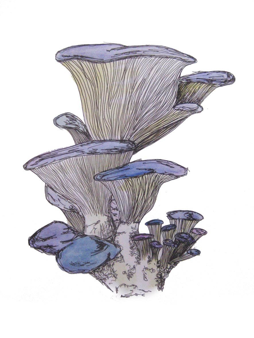 Illustration - Rachel Higham