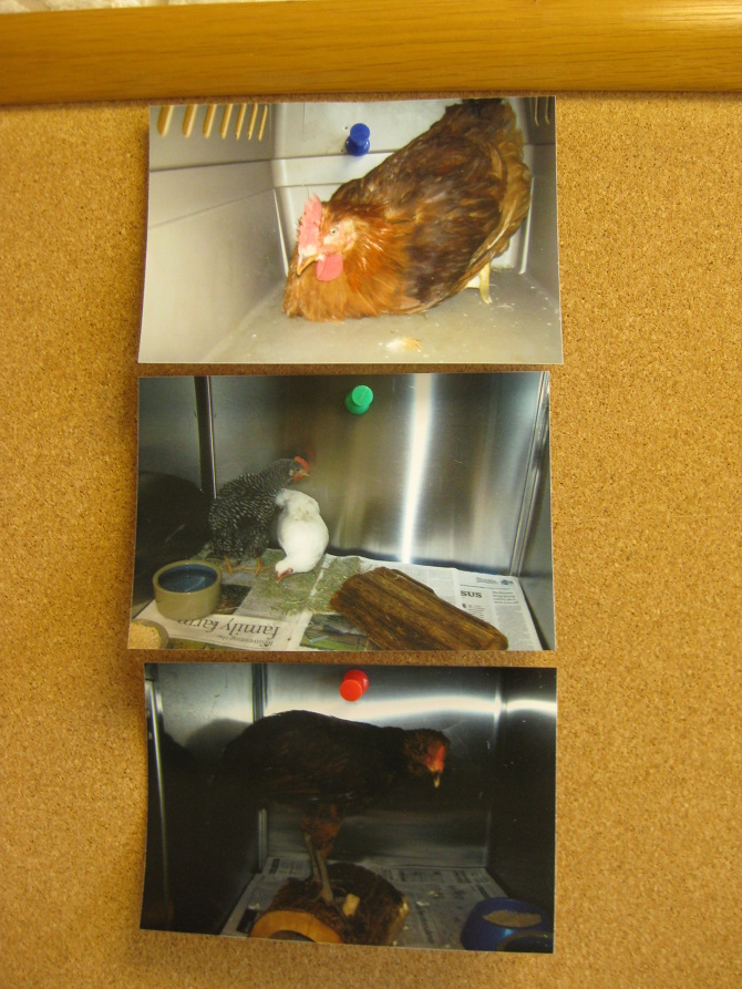 Finding a New Home for a Chicken - CRR