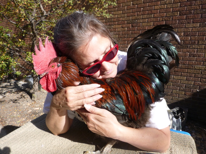 Finding a New Home for a Chicken - CRR