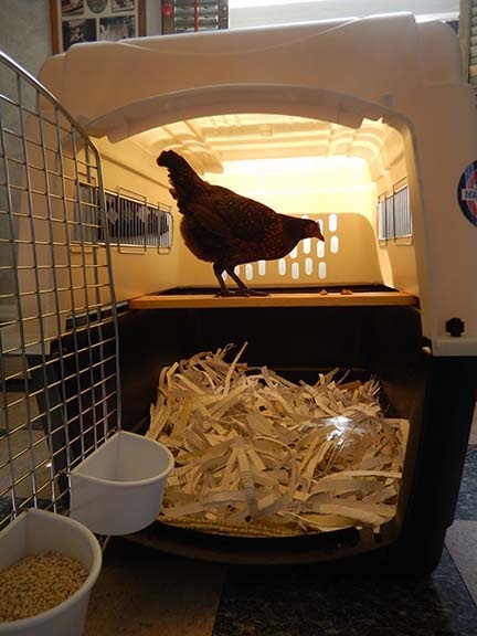 Become a Chicken Foster! - CRR