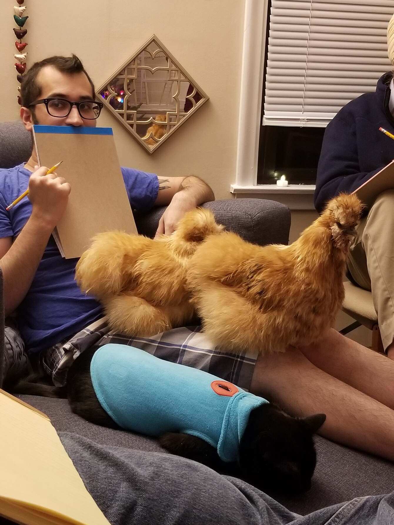 Become a Chicken Foster! - CRR