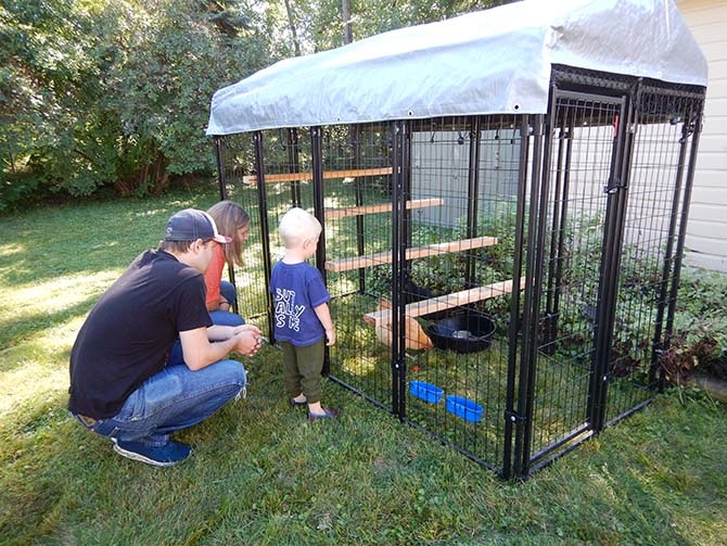 Become a Chicken Foster! - CRR