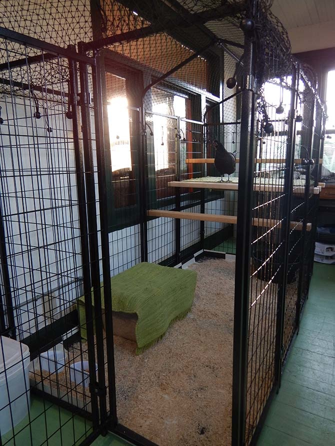 Become a Chicken Foster! - CRR