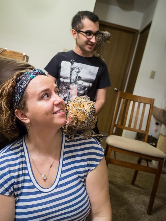 Become a Chicken Foster! - CRR