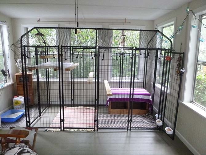 Become a Chicken Foster! - CRR