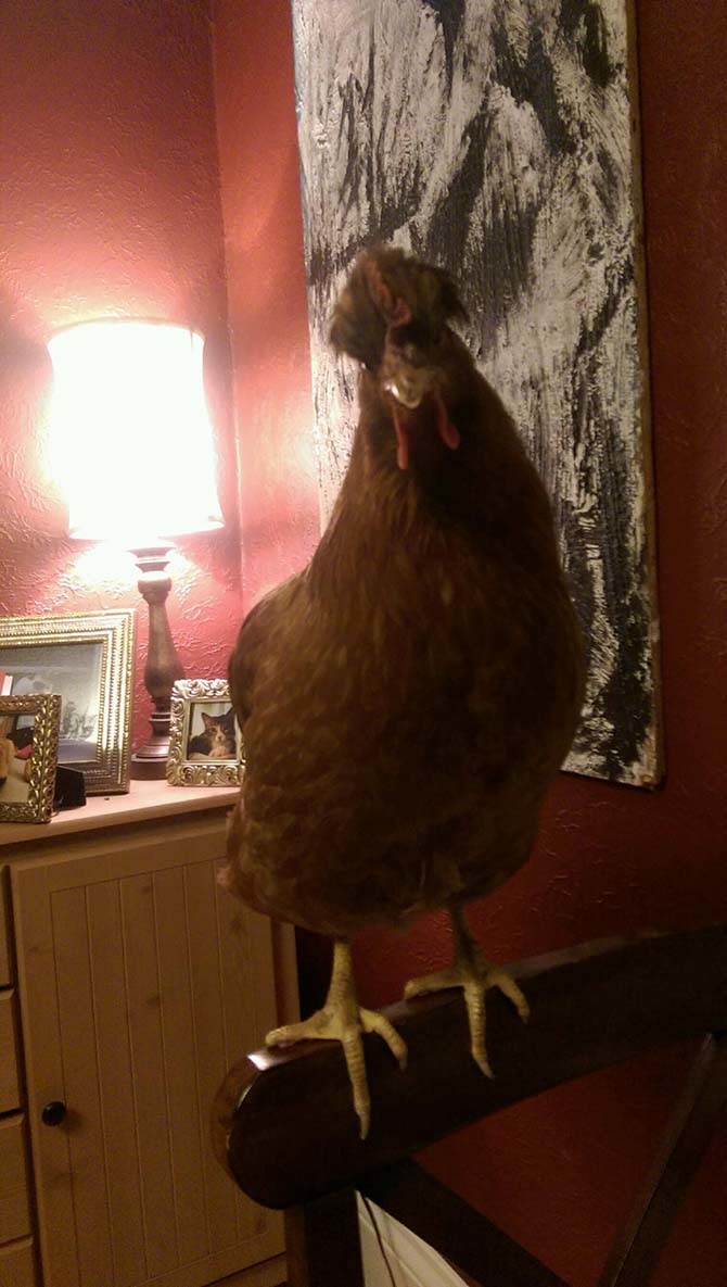 Become a Chicken Foster! - CRR