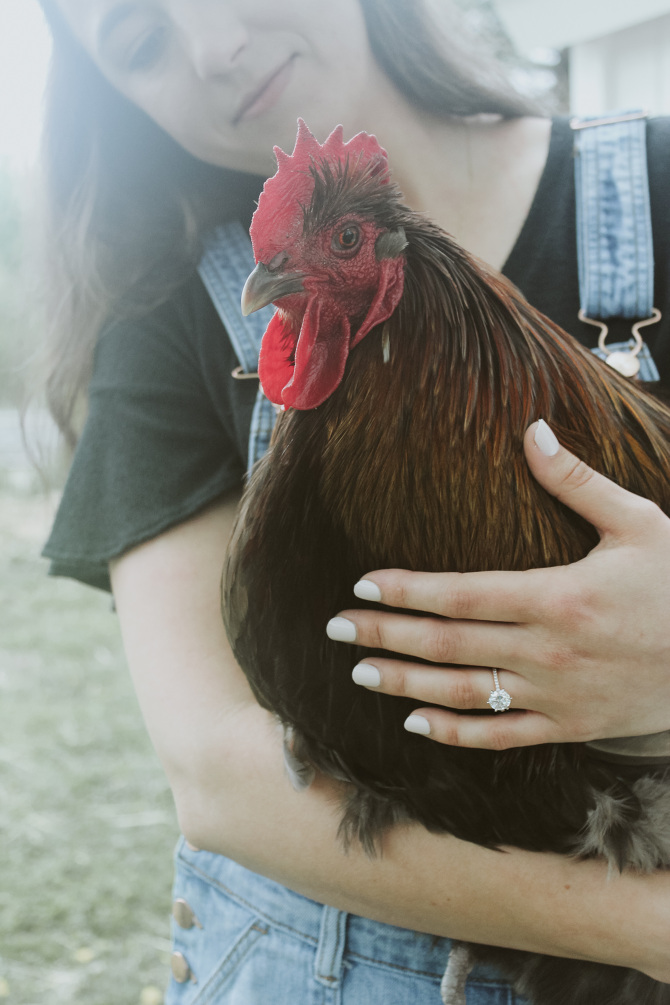 Become a Chicken Foster! - CRR