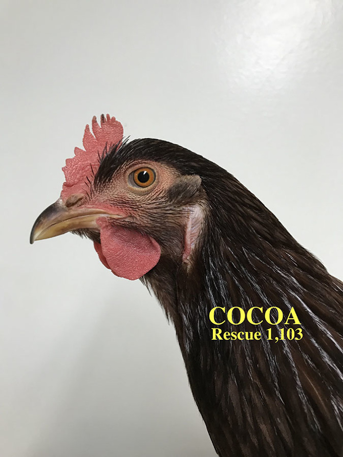 Who lives at Chicken Run Rescue? - CRR