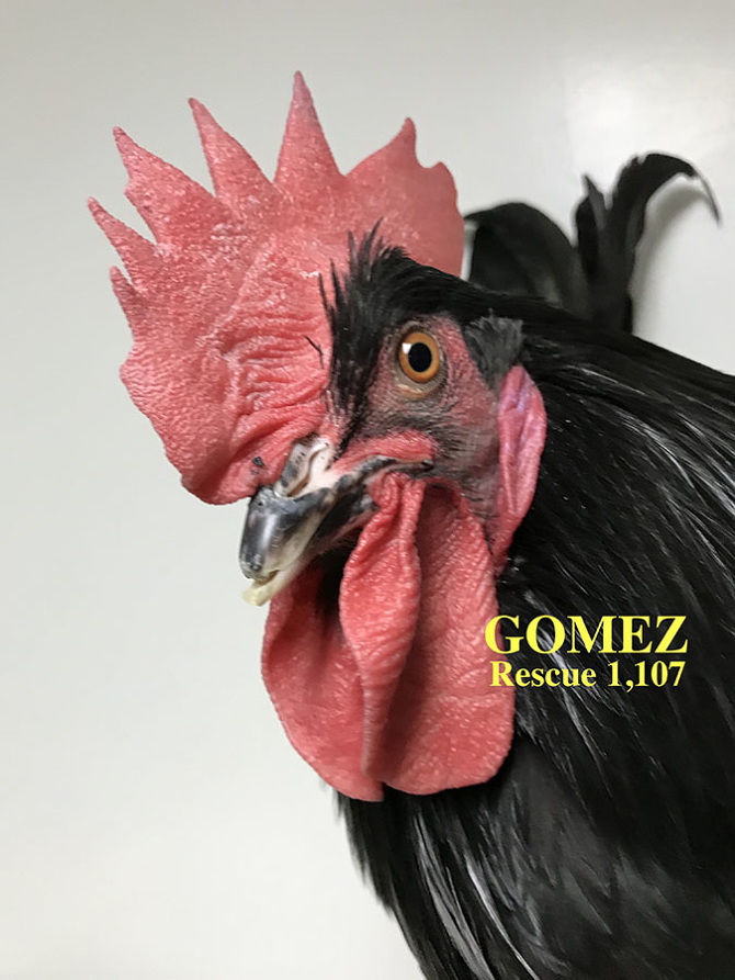 Who lives at Chicken Run Rescue? - CRR