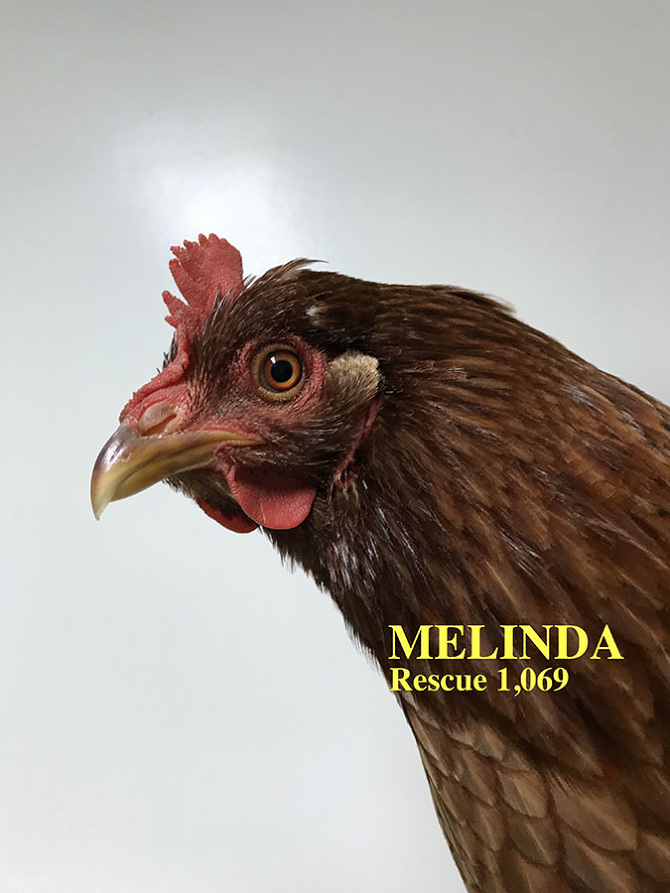 Who lives at Chicken Run Rescue? - CRR