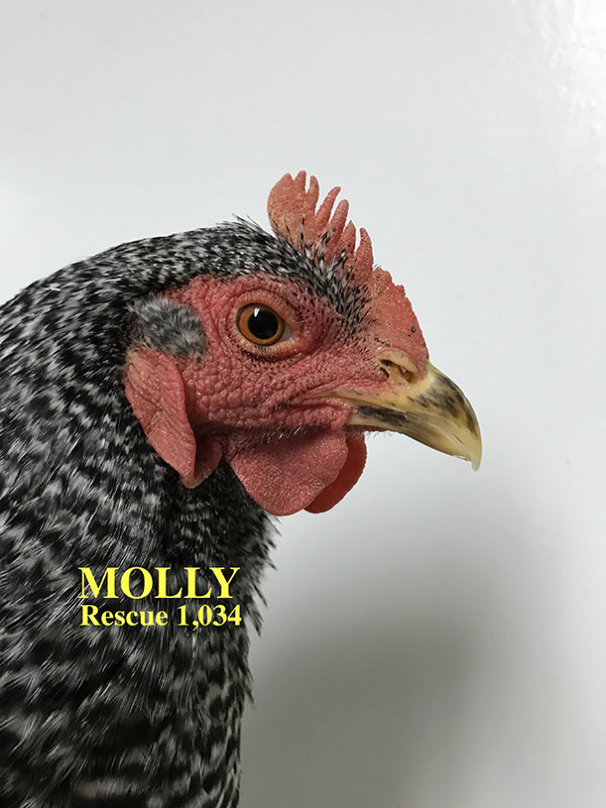 Who lives at Chicken Run Rescue? - CRR
