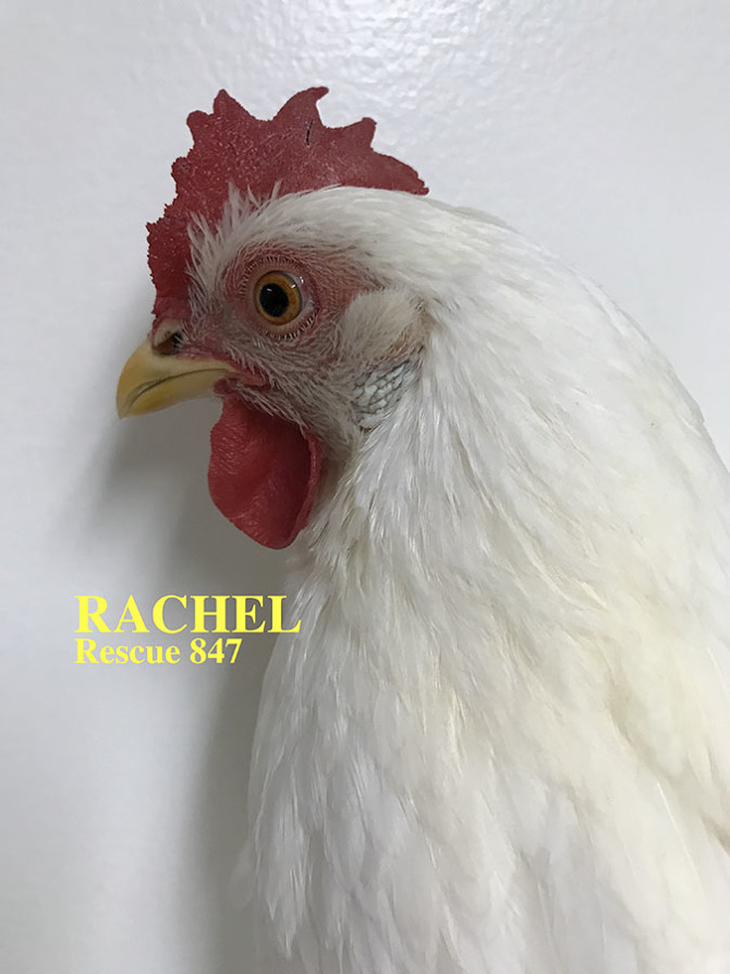 Who lives at Chicken Run Rescue? - CRR