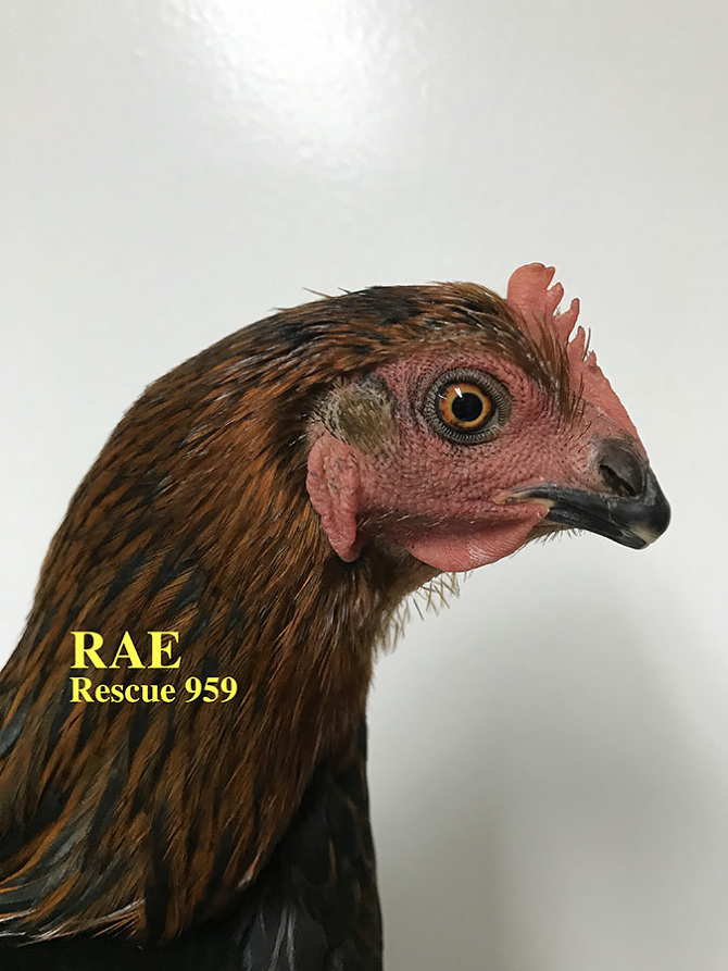 Who lives at Chicken Run Rescue? - CRR