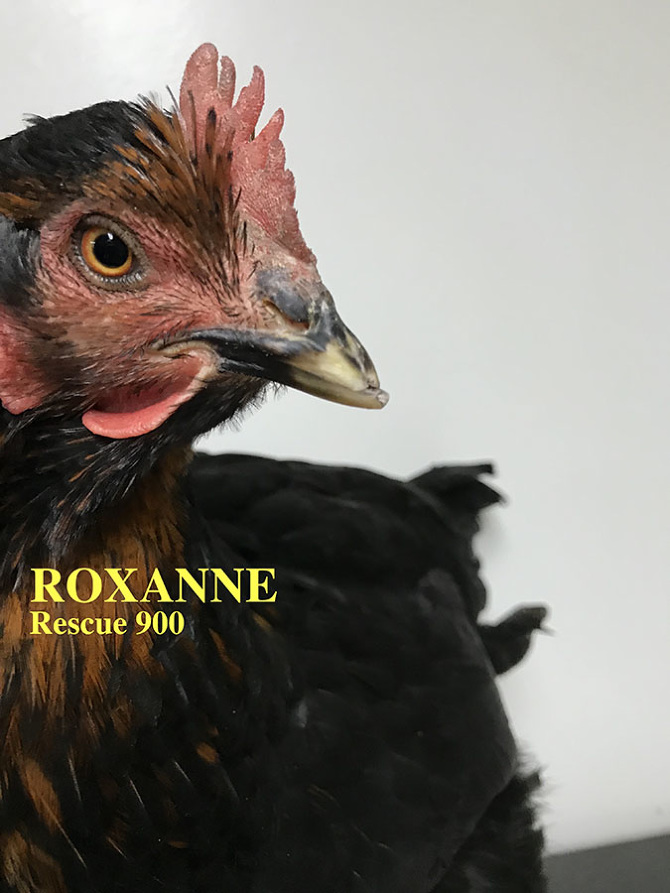 Who lives at Chicken Run Rescue? - CRR