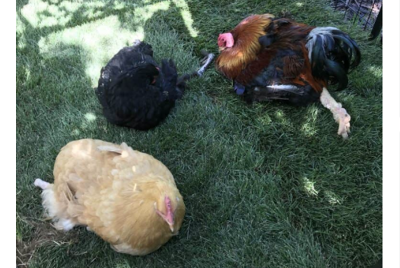 Finding a New Home for a Chicken - CRR