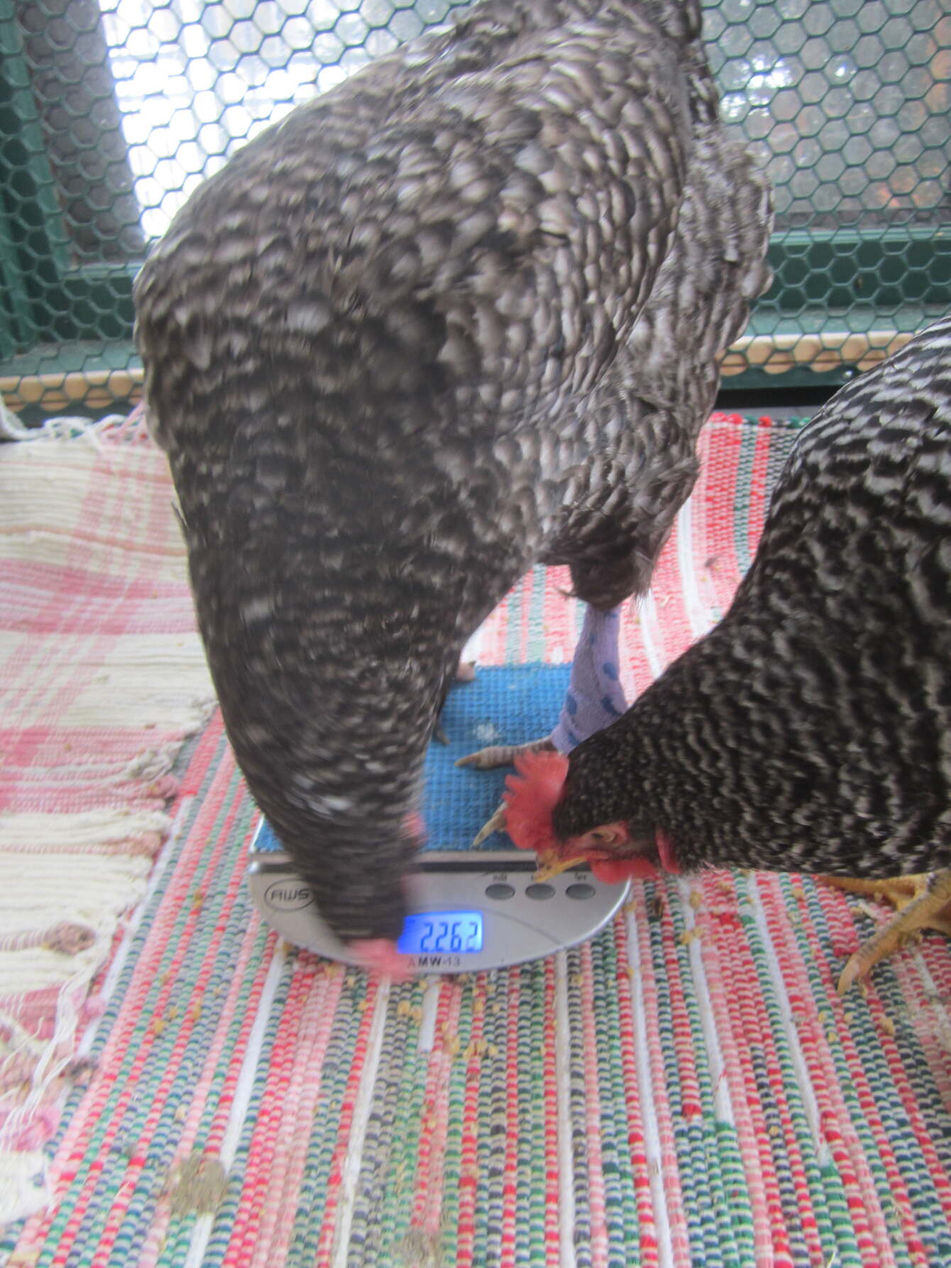 Chicken Health Resources - CRR