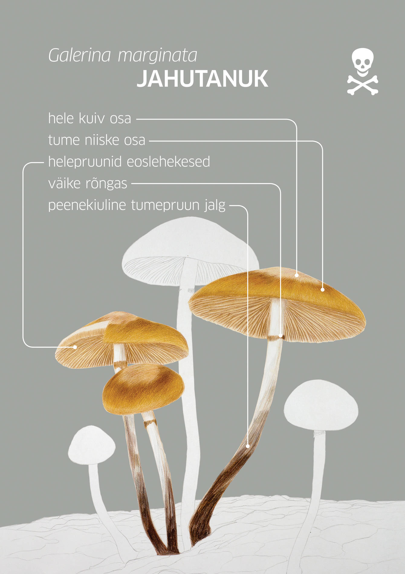 seened / mushrooms - illustrations by eleriin ello