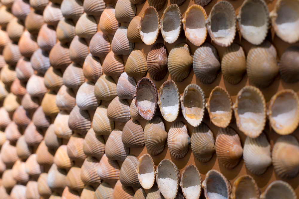 Shell Carpet - WE MAKE CARPETS