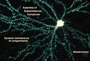 how do neurons, synapses, and glia work together? - synapses