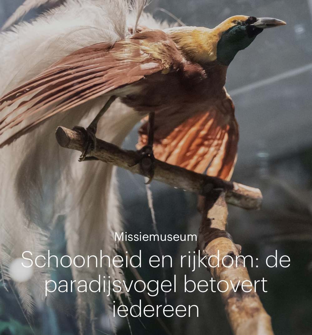 Fine Art - Marieke Meijer Art & Exhibitions