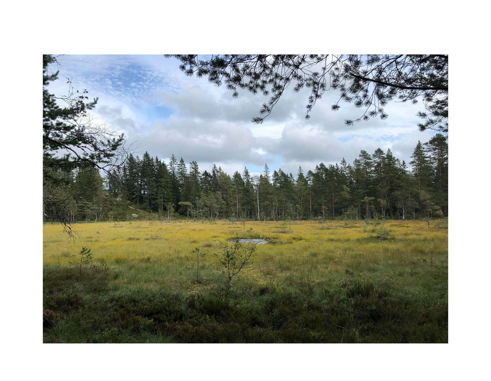 OSLO / Shapes of the forest - LCLA office