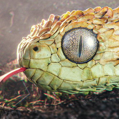 Autumn Adder - Austin Peppel Art and Design