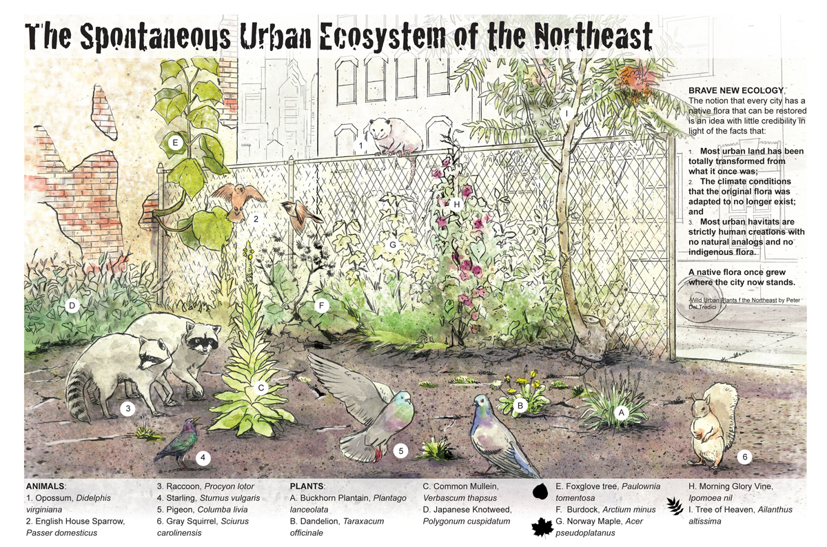 Urban Ecosystem - Andrew Leach Projects
